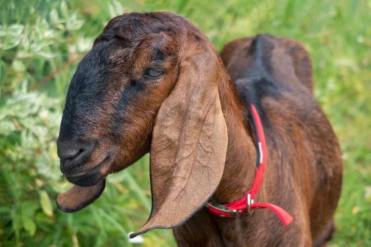 Problems With the Polled Goat - Goat Journal